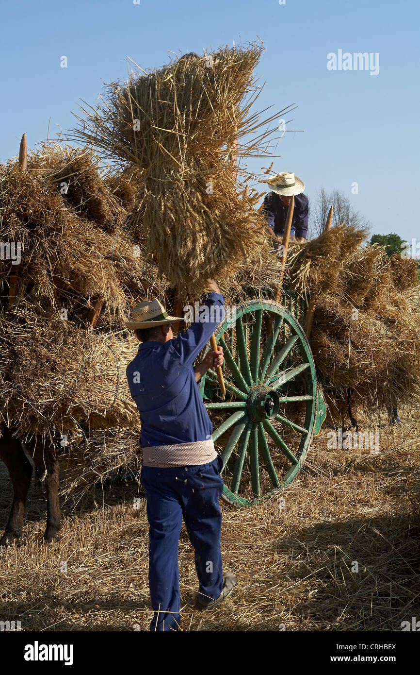 Farmer on a wheat field loading spikes on a cart Stock Photo - Alamy