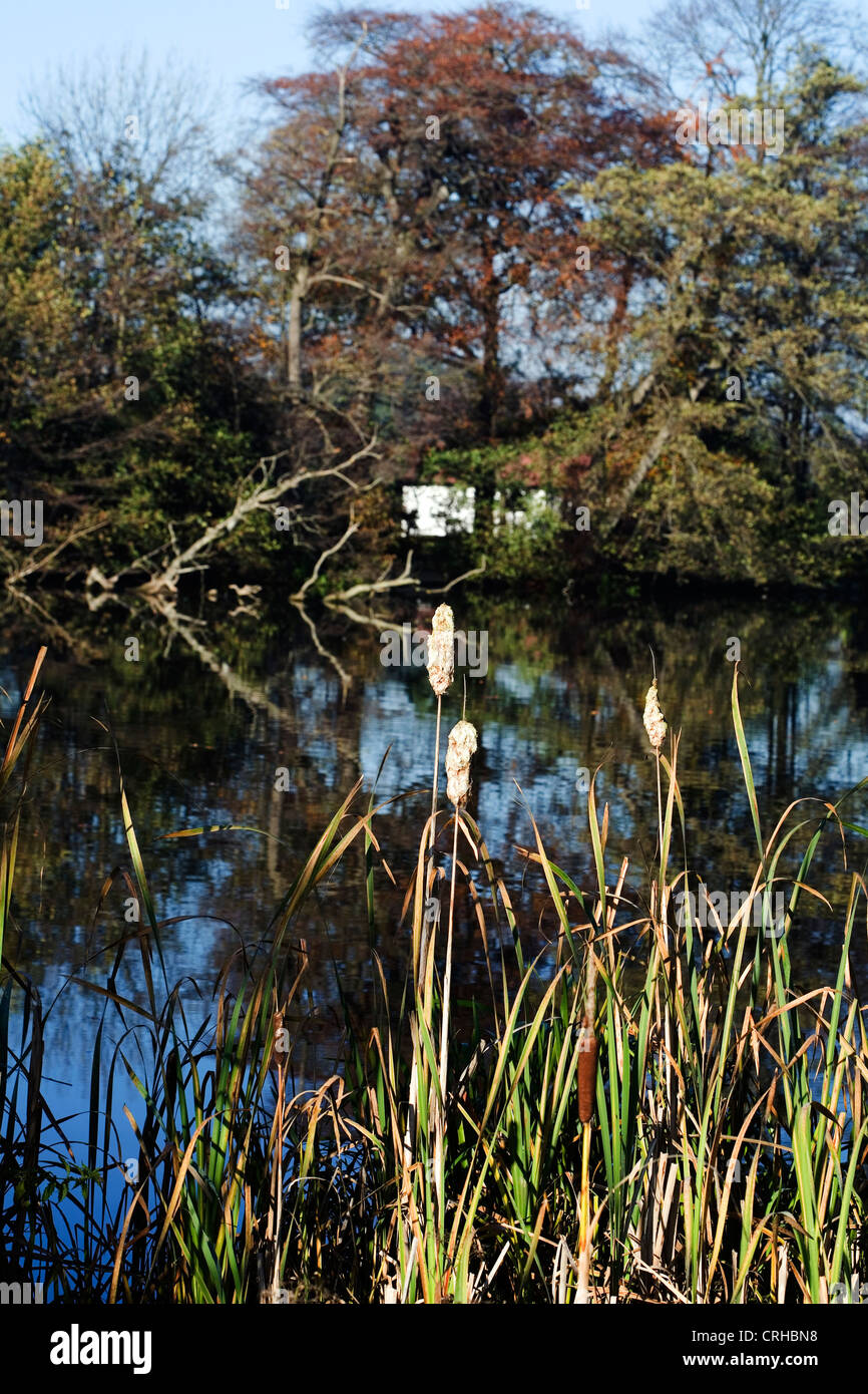 Bulrush by lake Poynton Park Cheshire England Stock Photo - Alamy