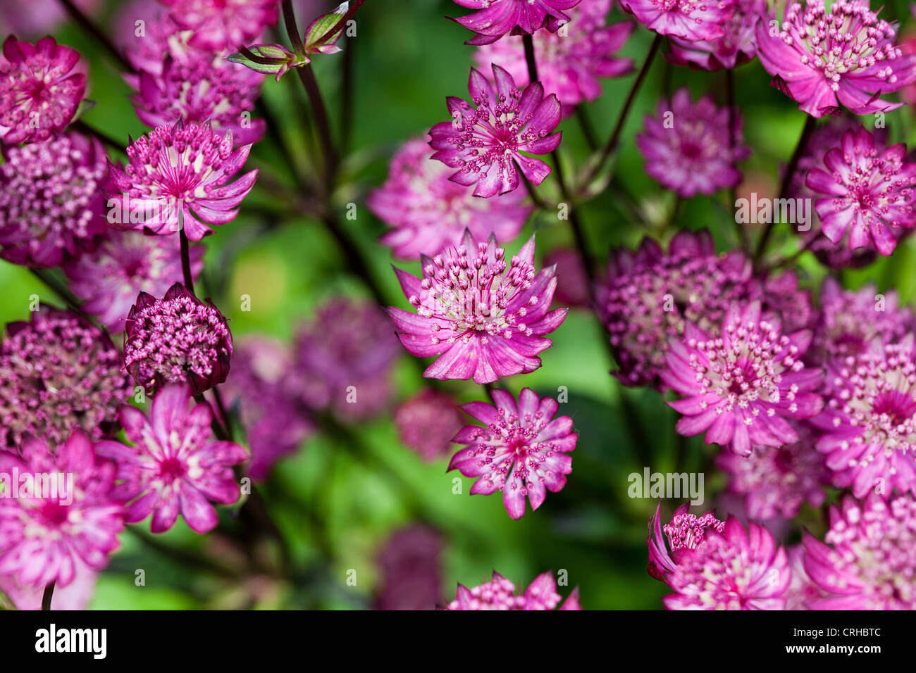 Pink Masterwort flower for background Stock Photo - Alamy