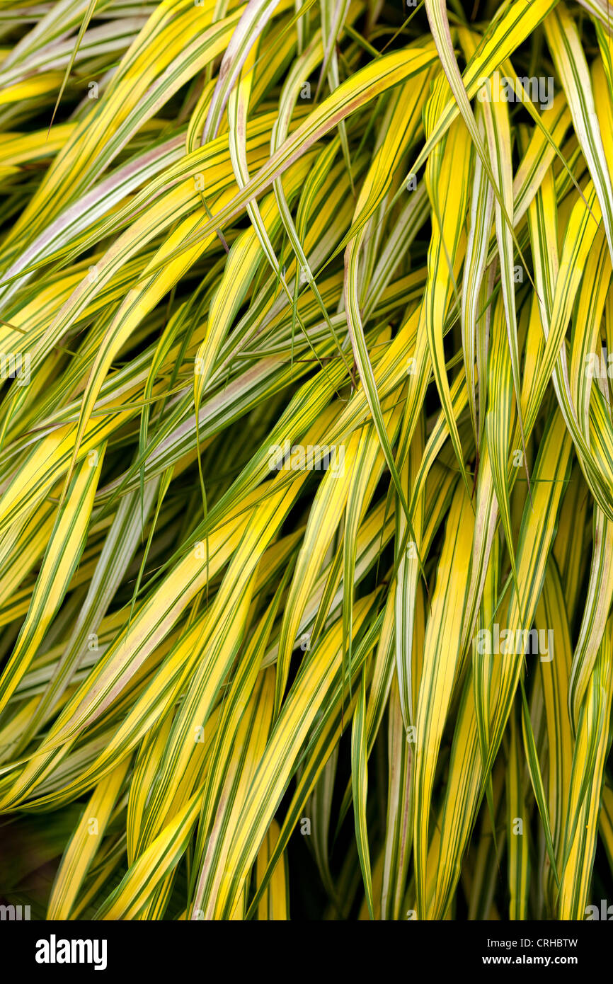 Variegated grass hi-res stock photography and images - Alamy