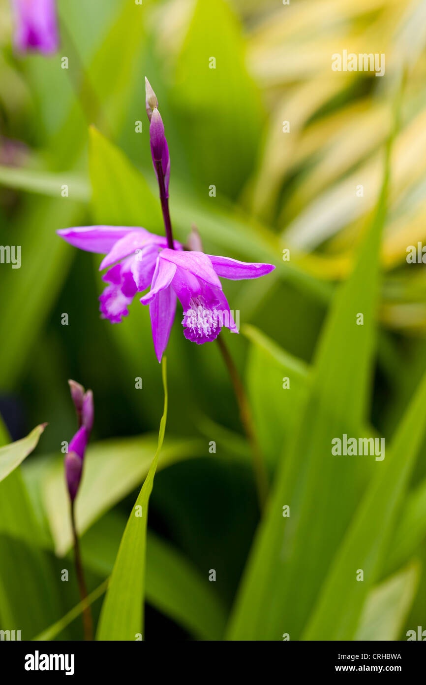 Hardy flower hi-res stock photography and images - Alamy