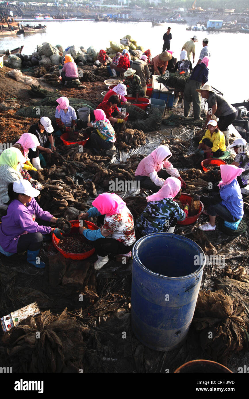 People clean up contaminated shells during the oil spill disaster in ...