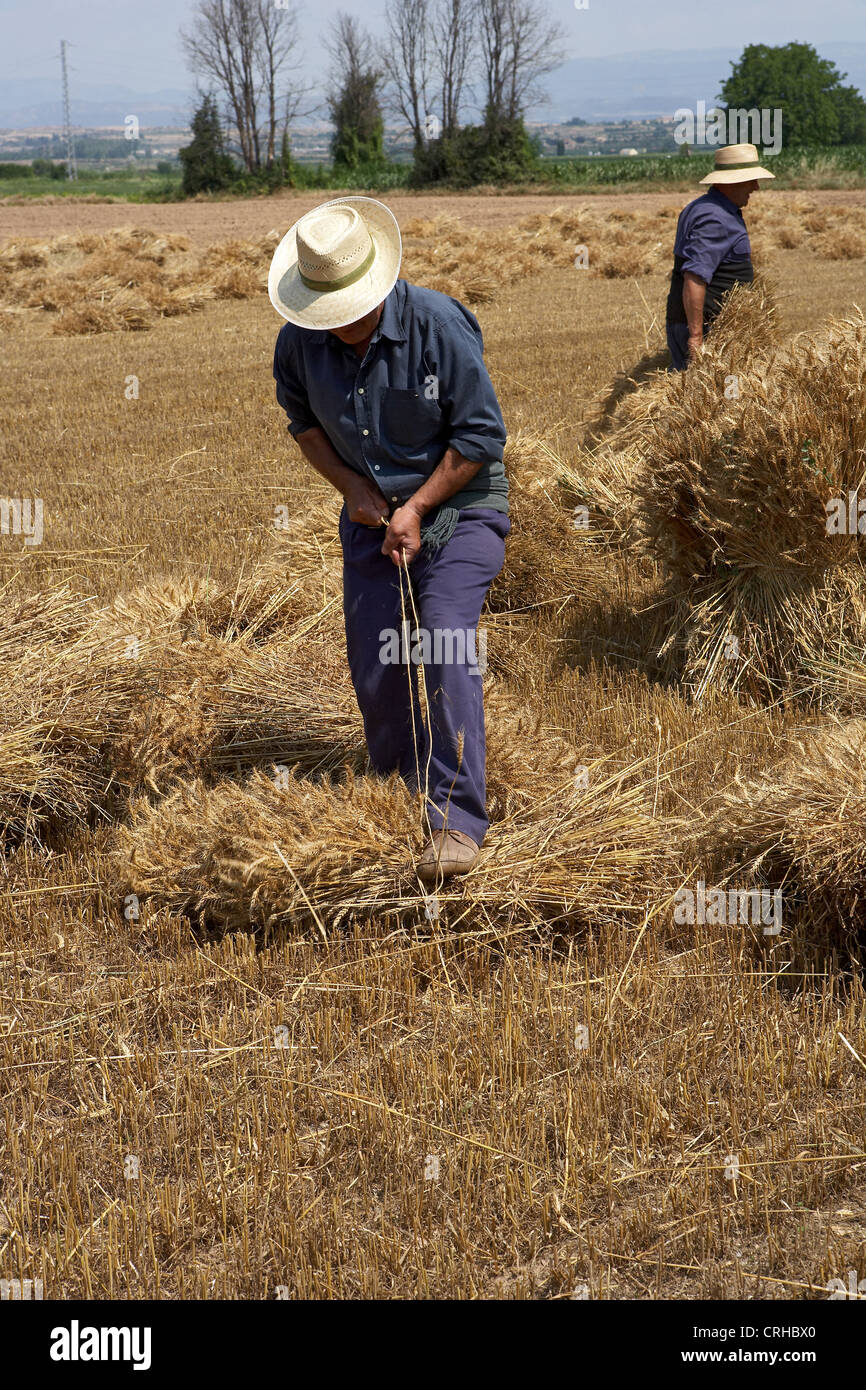 Farmer on a wheat field binding spikes of straw Stock Photo - Alamy