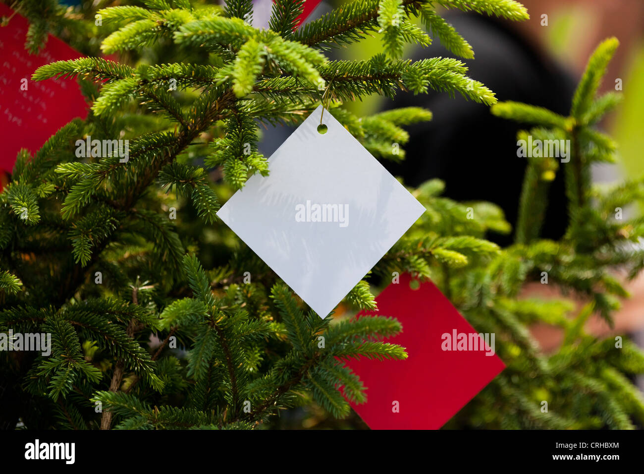 Wishing Tree with blank cards for wishes Stock Photo - Alamy