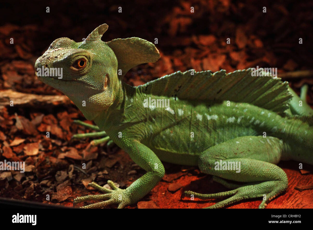 Basilisc hi-res stock photography and images - Alamy