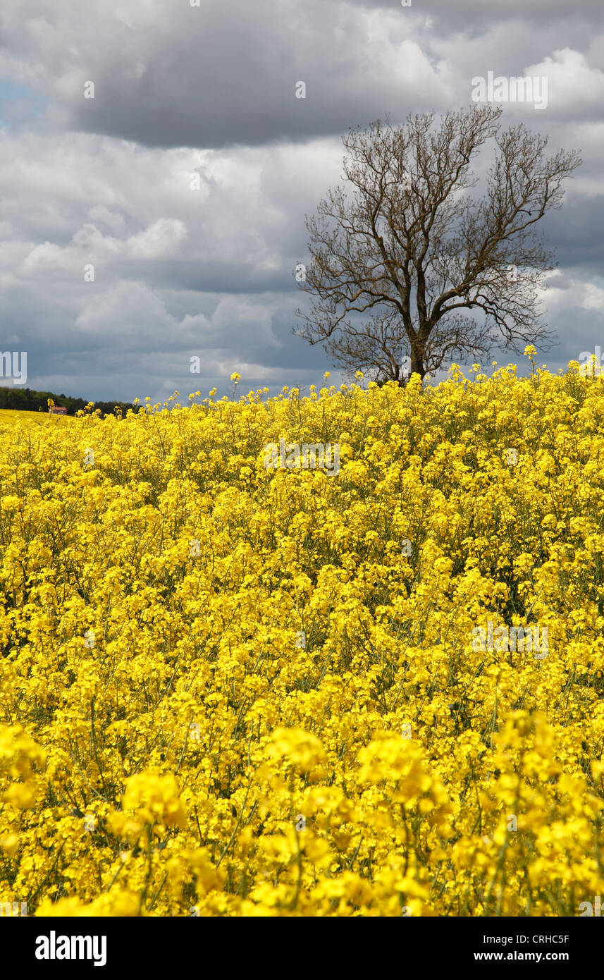The English countryside in Spring, Nottinghamshire, England, U.K Stock ...
