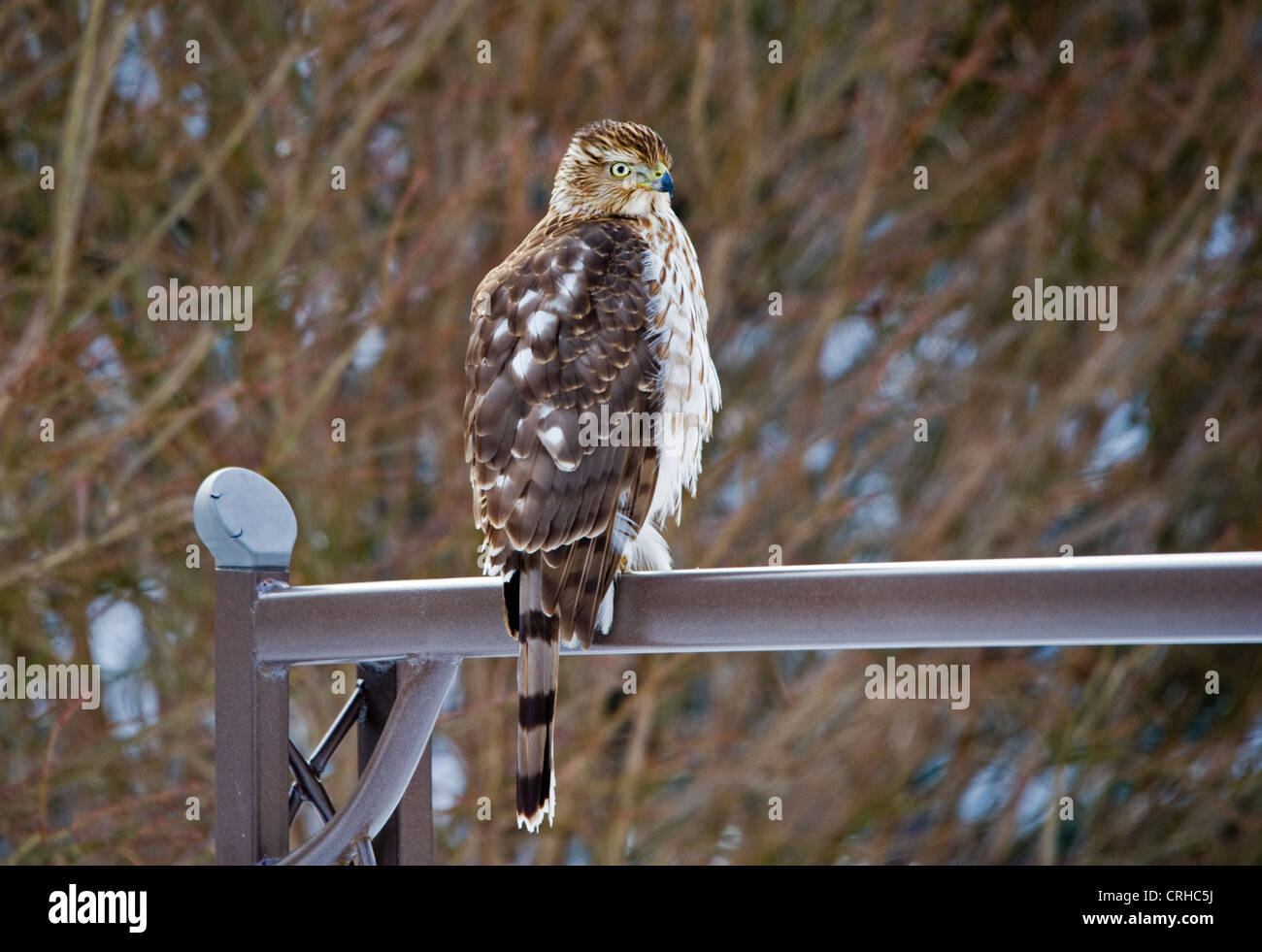 Red-Tailed Hawk resting on crossbar of the swing Stock Photo - Alamy