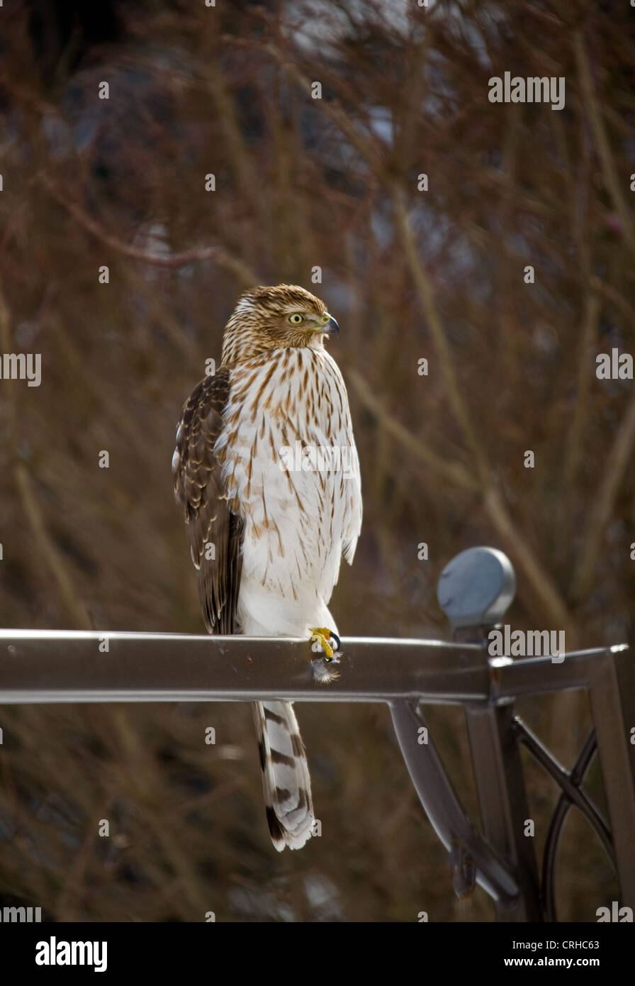Red-Tailed Hawk resting on crossbar of the swing Stock Photo - Alamy