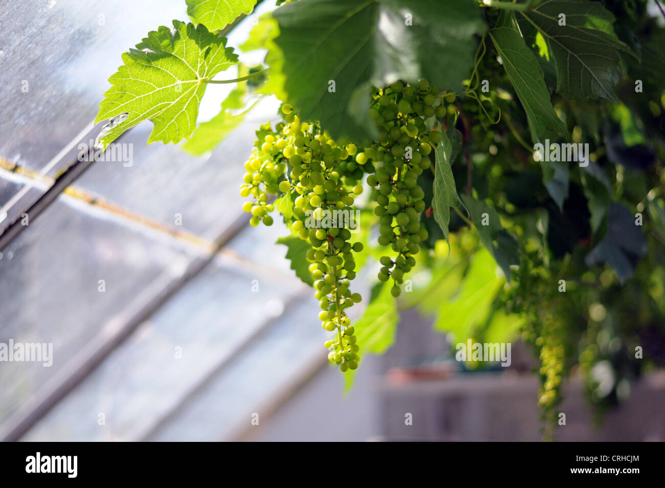 Grapes in a Green House Stock Photo - Alamy
