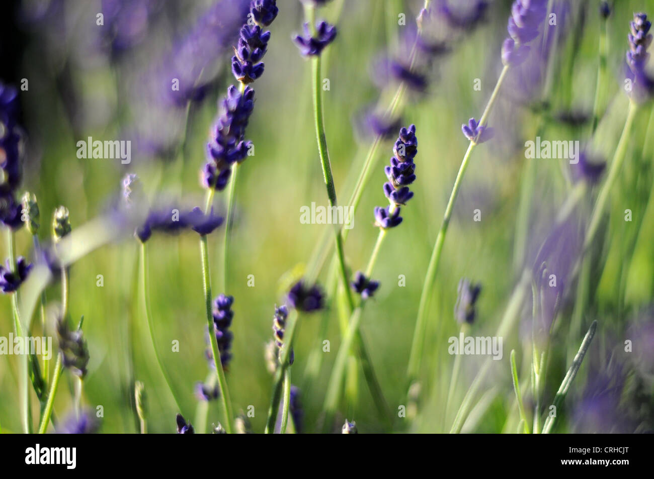 Close-Up of Lavender Stock Photo - Alamy