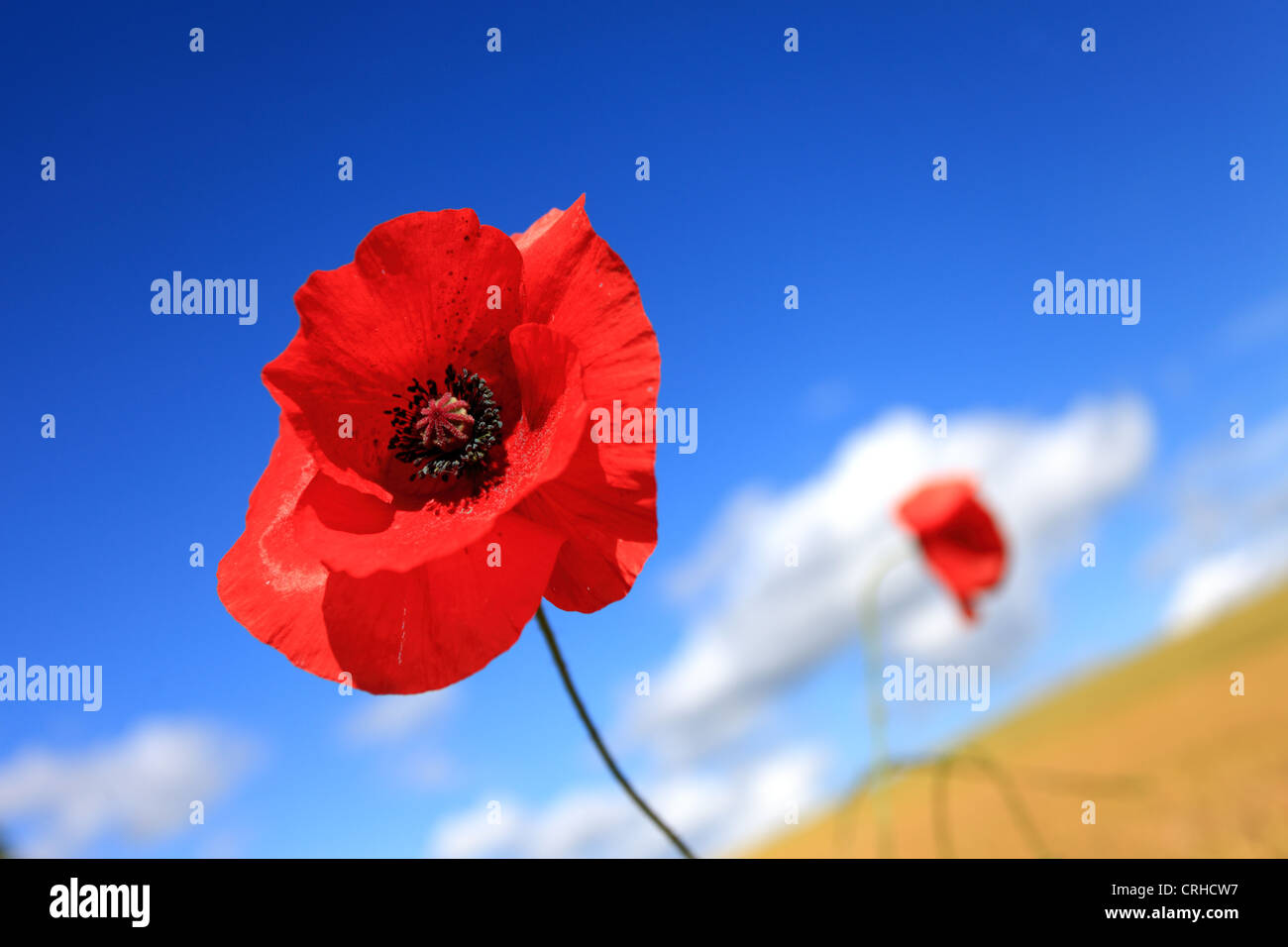 Two poppies pictured against a summer blue sky Stock Photo - Alamy
