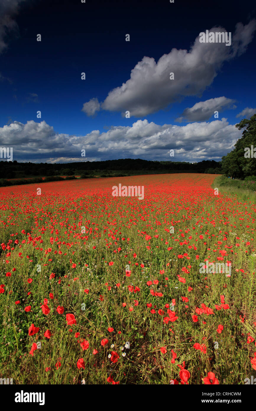 Poppy field in a Blackstone farm Nature Reserve, Worcestershire UK ...
