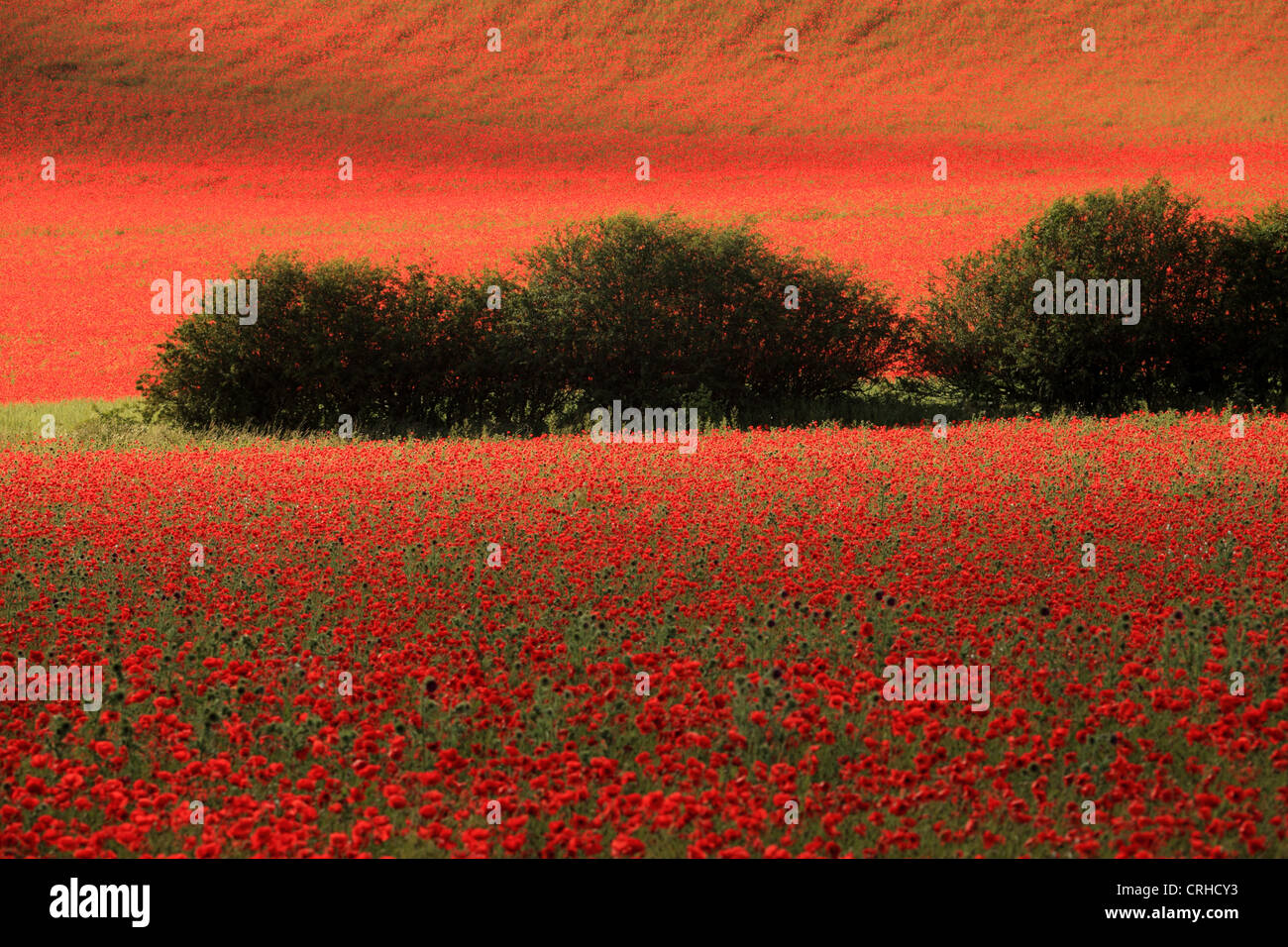 Poppy field in a Blackstone farm Nature Reserve, Worcestershire UK ...