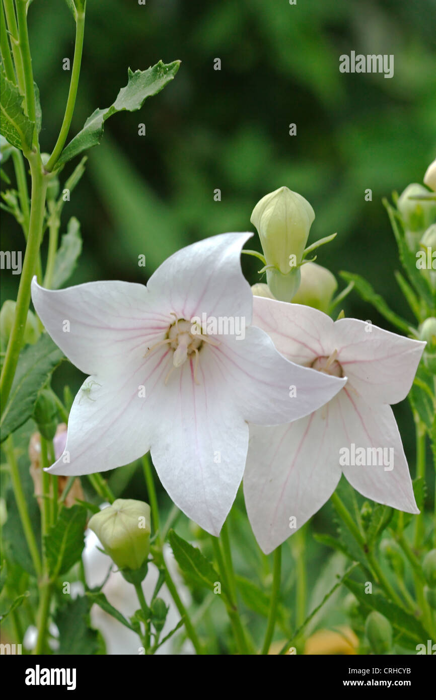 Platycodon in the meadow, Latin Platycodon grandiflorus Stock Photo - Alamy