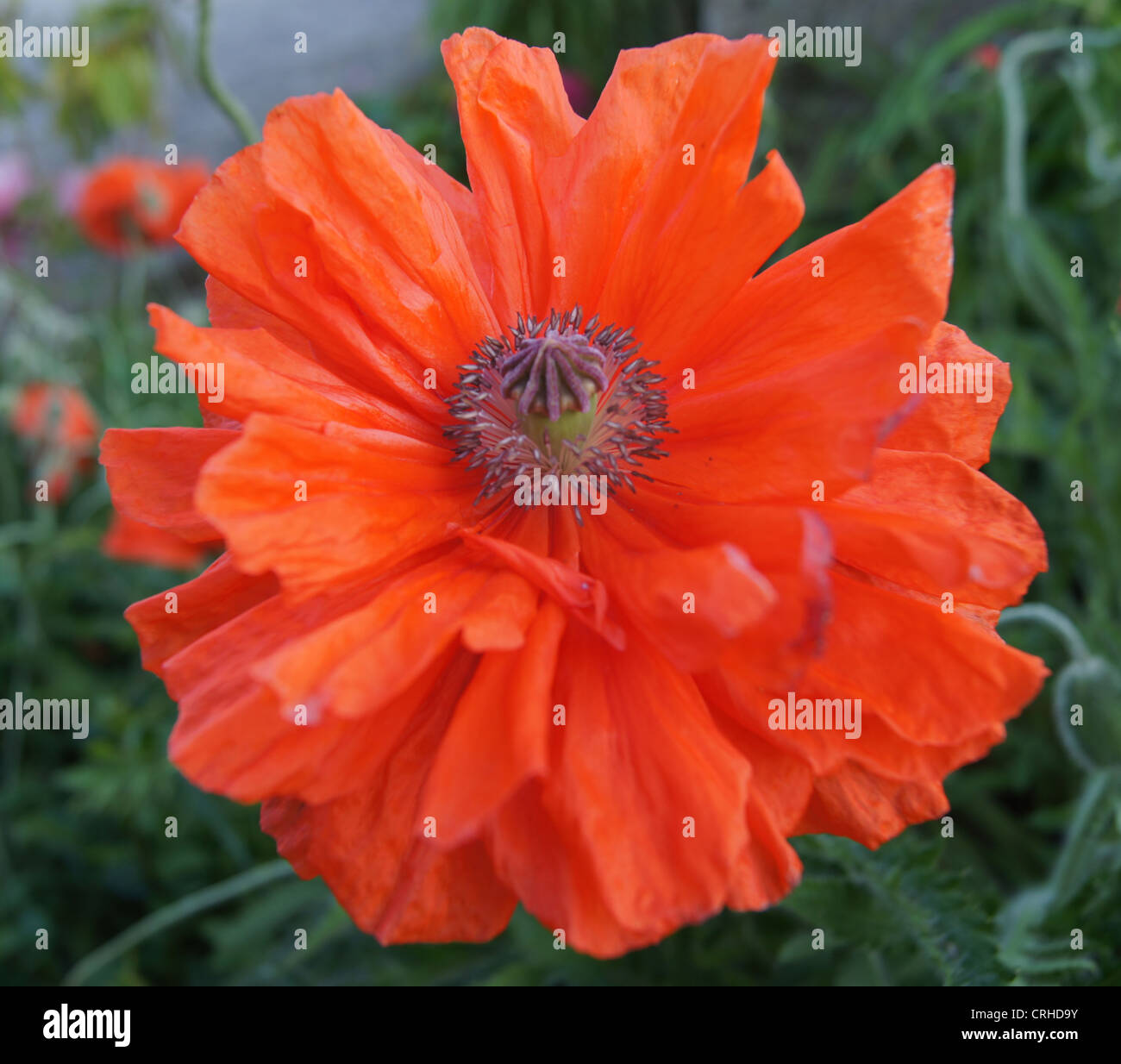 Large poppy hi-res stock photography and images - Alamy