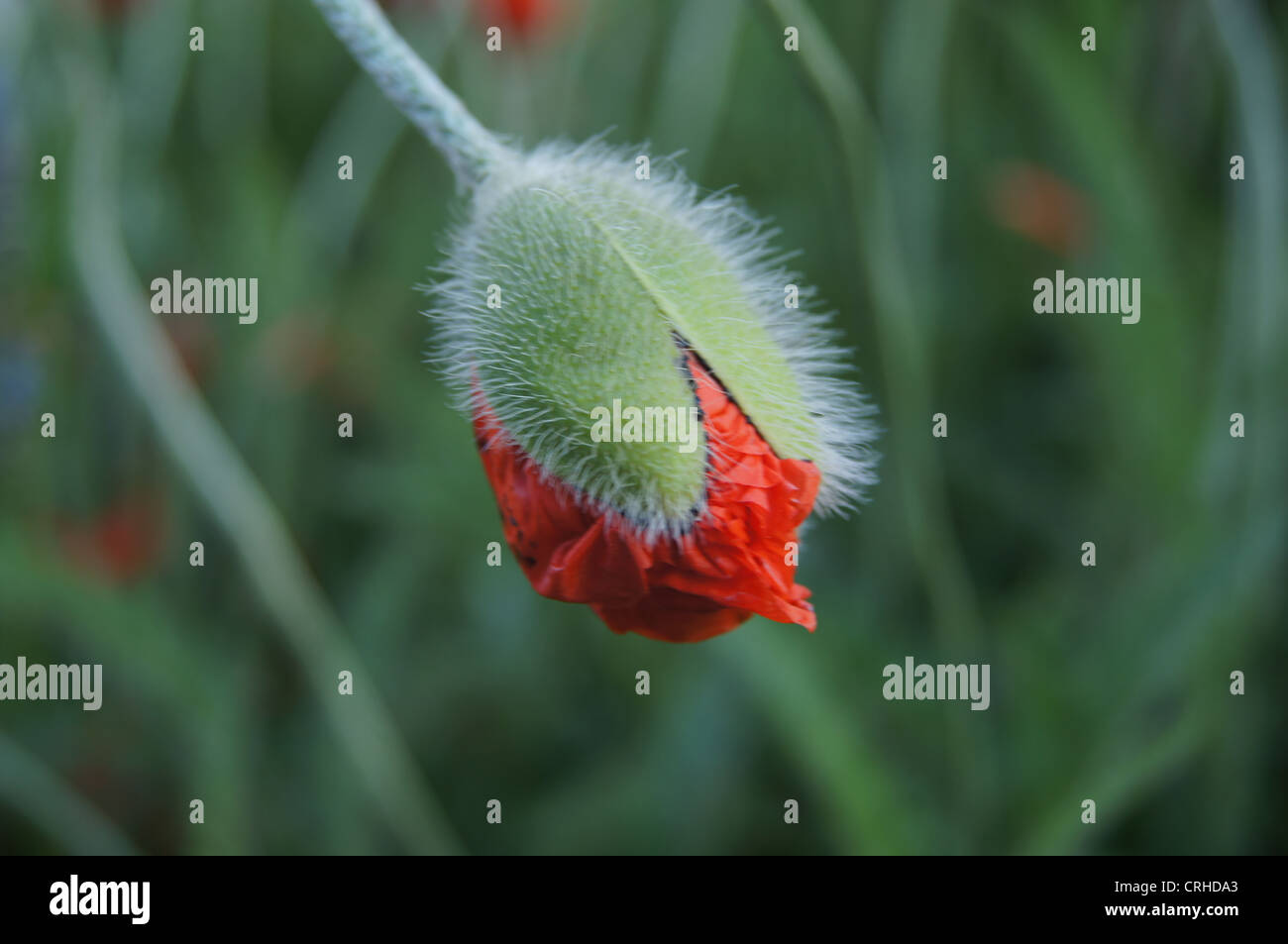 Poppy bud beginning to open, taken in a garden in Haugh, Wiltshire, UK ...