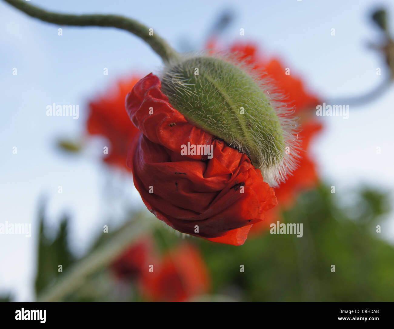 Poppy bud opening out, taken in a garden in Haugh, Wiltshire, UK Stock ...