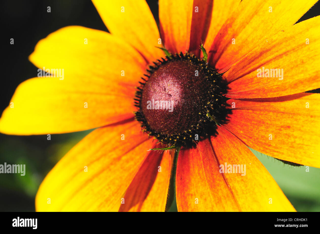 Beautiful Orange Yellow Daisy Flowers High Resolution Stock Photography ...