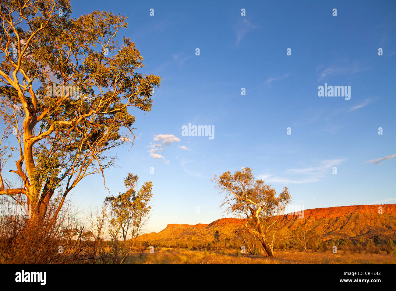 Ghost gums and the Heavitree Range, in the West MacDonnell Ranges ...