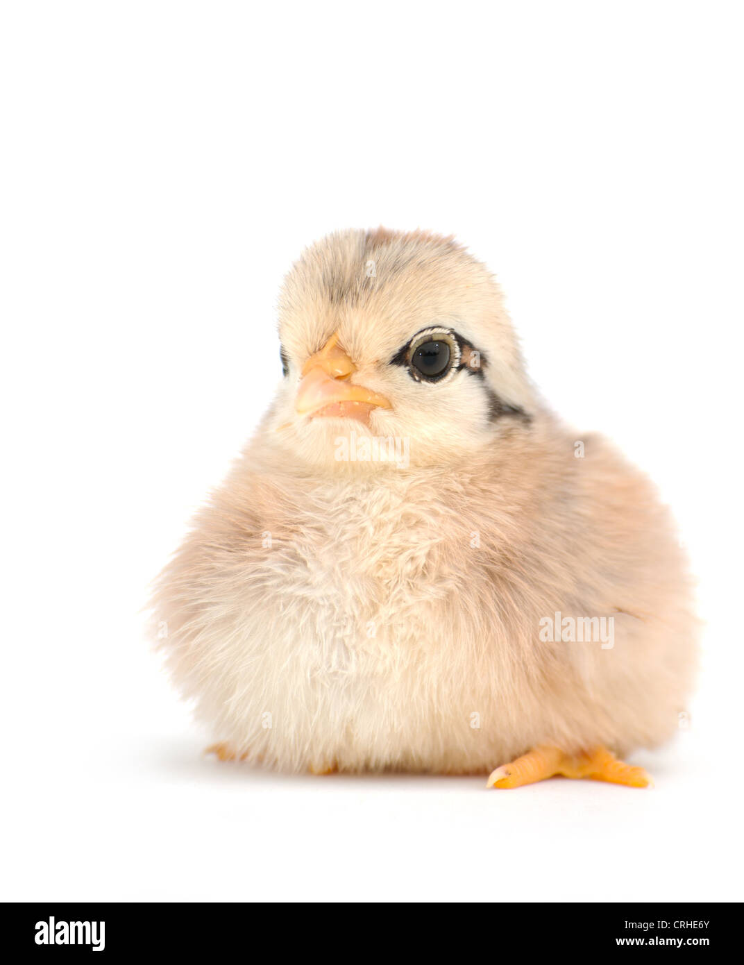 Baby chicken chick on white hi-res stock photography and images - Alamy