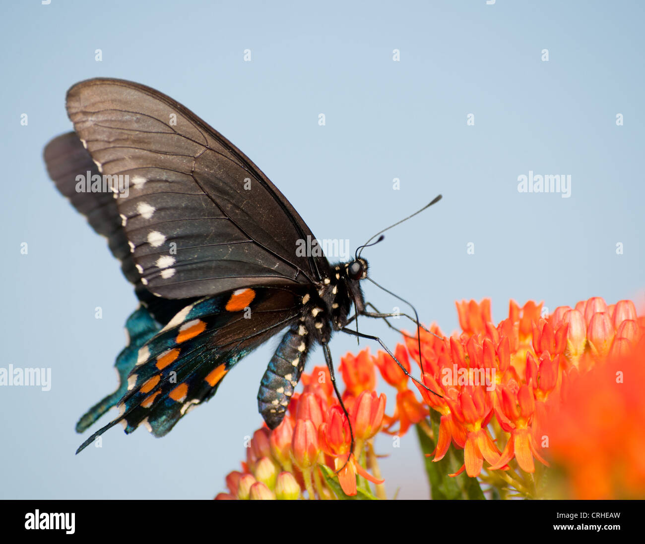 Green Swallowtail butterfly on orange Butterflyweed against blue sky ...
