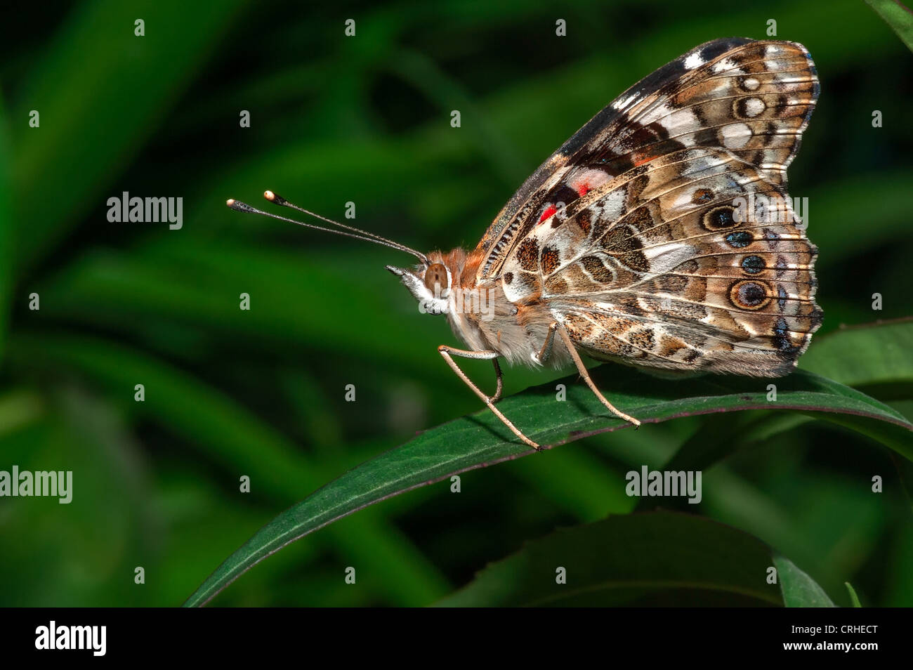 Common buckeye butterflies hi-res stock photography and images - Alamy