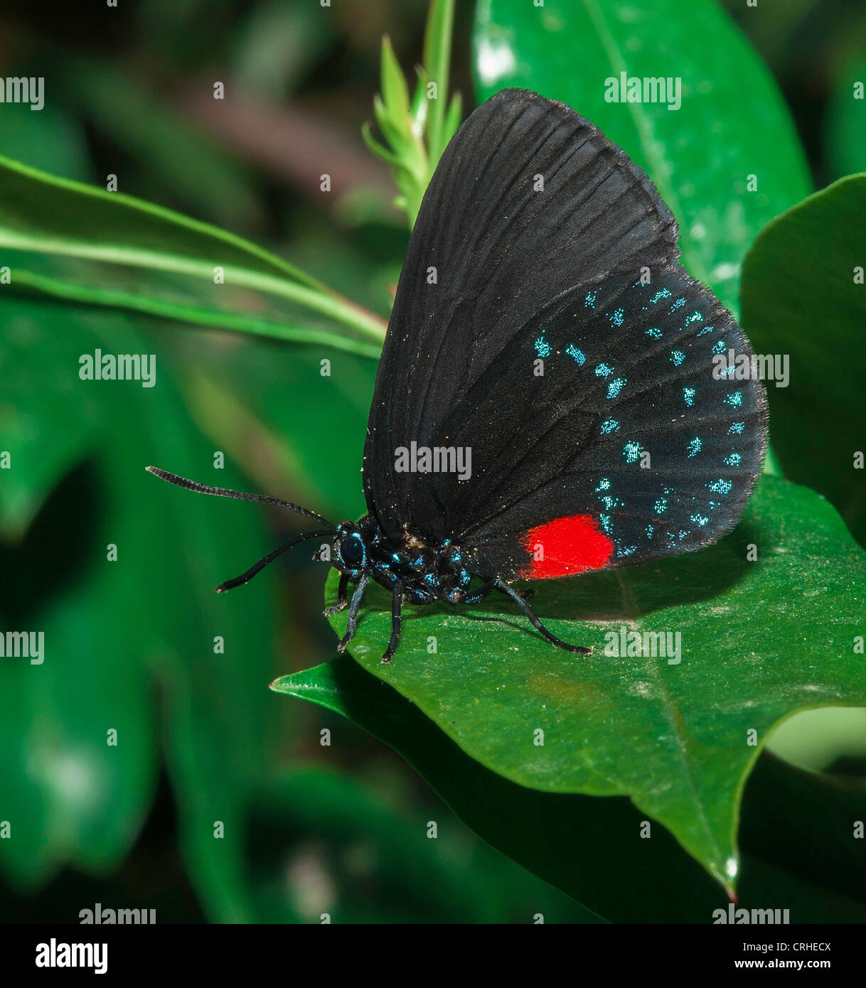 Atala (Eumaeus atala) butterfly Stock Photo - Alamy