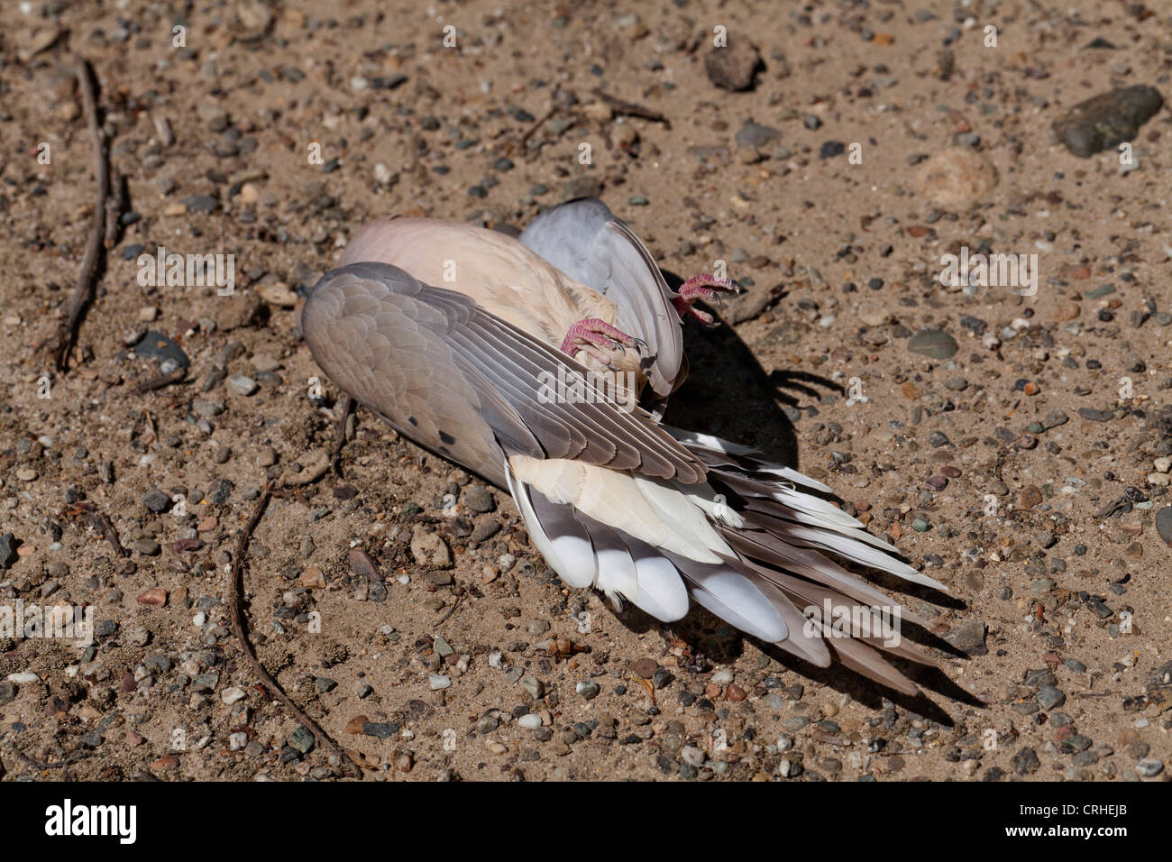 Dead Mourning dove (Zenaida macroura) on ground - California USA Stock ...