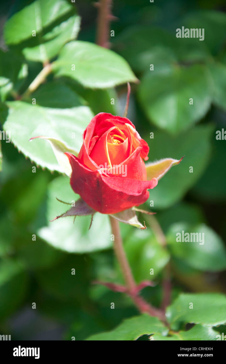 Shrub rose with copper orange pink flowers in garden Stock Photo - Alamy