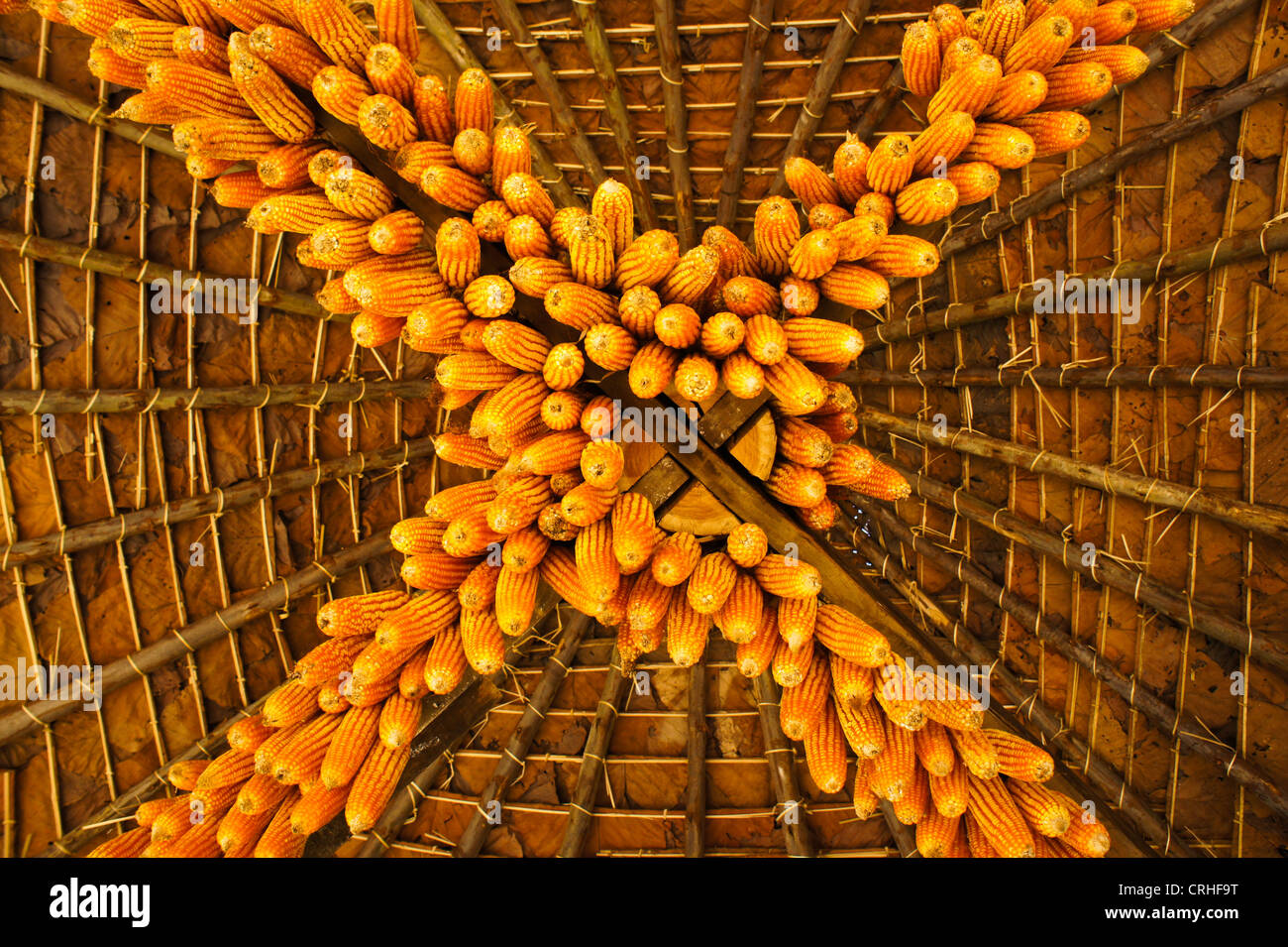 Cron plant hi-res stock photography and images - Alamy