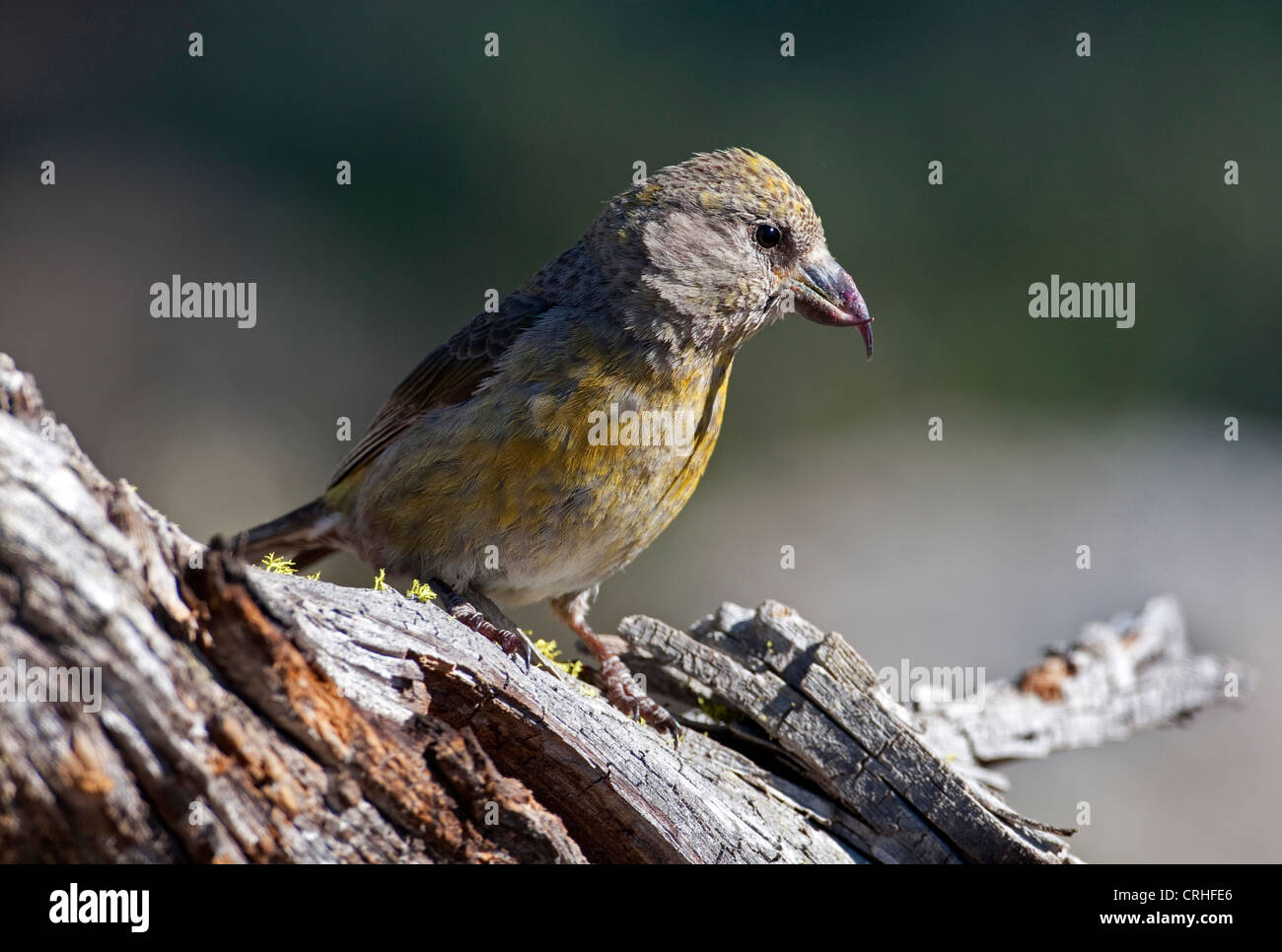 Red crossbill female hi-res stock photography and images - Alamy