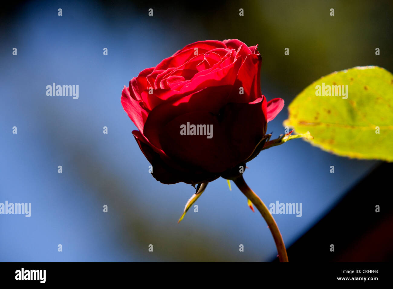 Sunlit Red Rose in garden at Shore Acres State Park, Oregon, USA in ...
