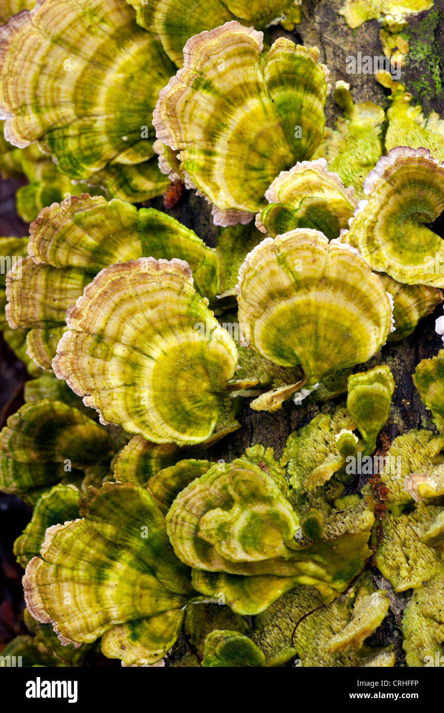Turkey Tail Fungus - Brevard, North Carolina, USA Stock Photo - Alamy