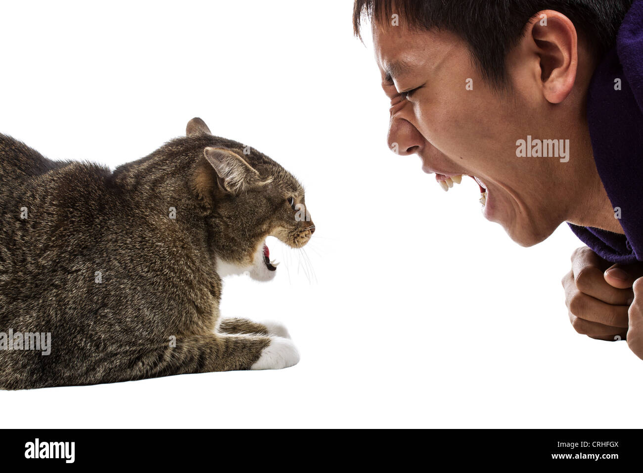 Cat rage hi-res stock photography and images - Alamy