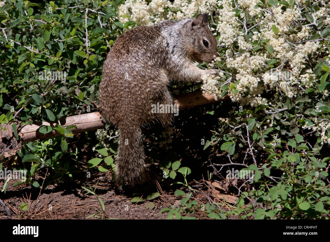 Oregon Gray Squirrel High Resolution Stock Photography and Images - Alamy