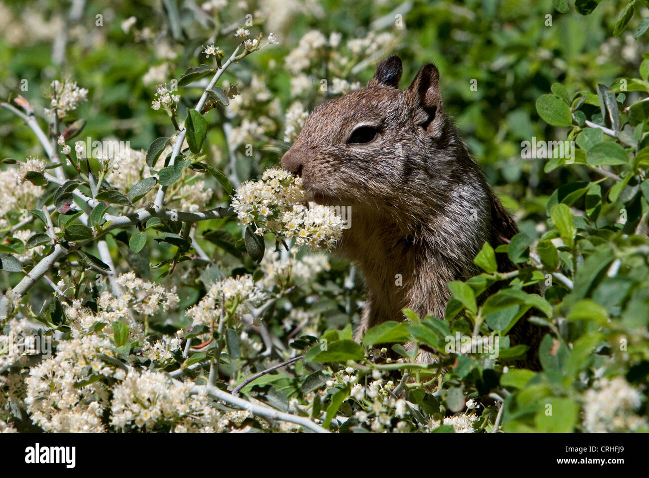 Western gray squirrel hi-res stock photography and images - Alamy