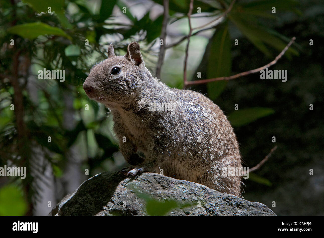 Western Gray Squirrel (Sciurus griseus) on a rock near Yosemite Falls ...
