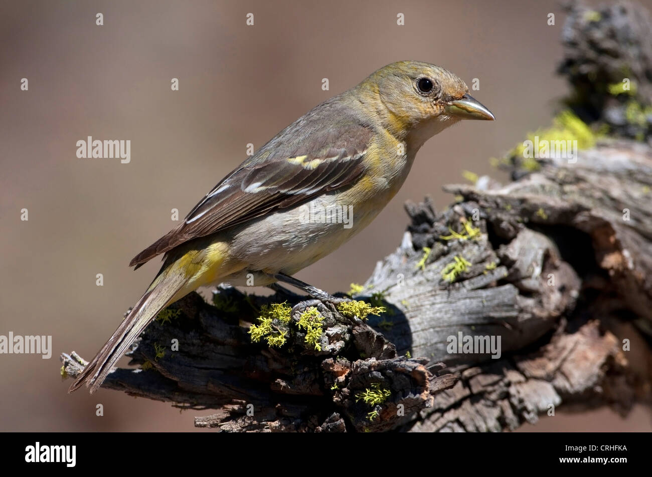 Western tanager bird female hi-res stock photography and images - Alamy