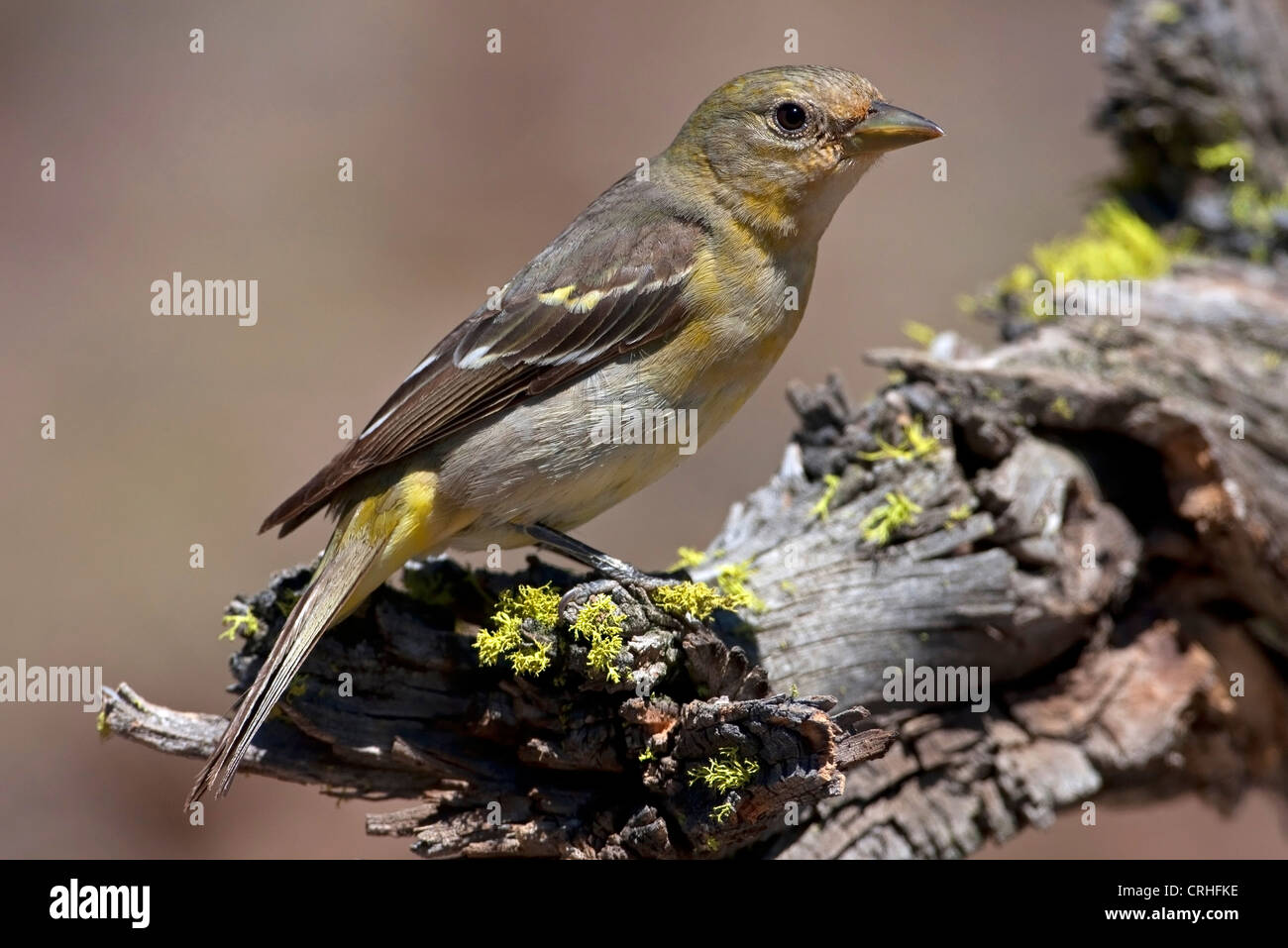 Western Tanager (Piranga ludoviciana) female perched on a dead branch ...