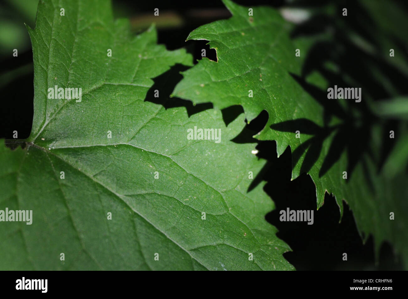 Ligularia hi-res stock photography and images - Alamy