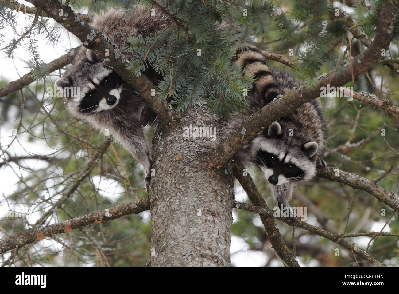 raccoons in tree Stock Photo - Alamy