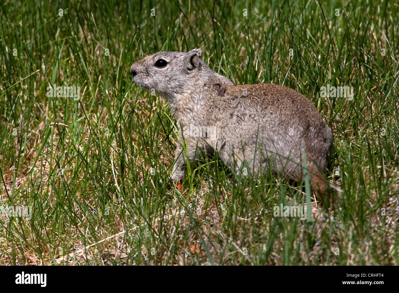 Western Gray Squirrel (Sciurus griseus) in grass at Mono Lake, Mono ...