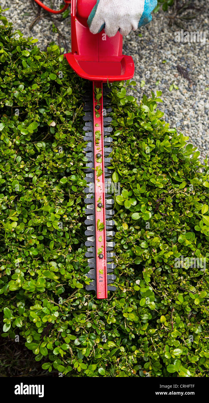 Hand holding hedger on top of hedges with stone background Stock Photo ...