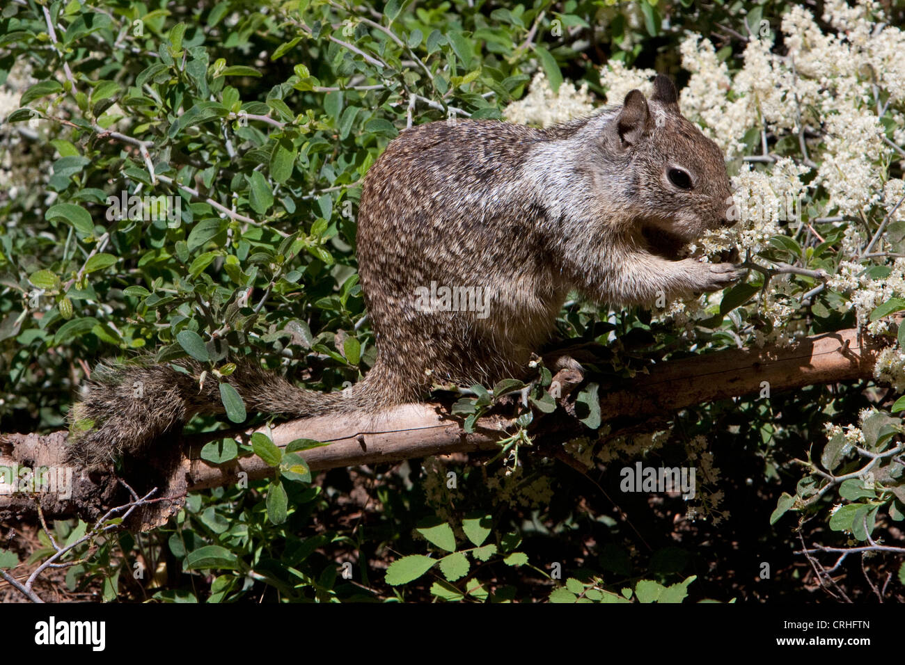 Western gray squirrel hi-res stock photography and images - Alamy