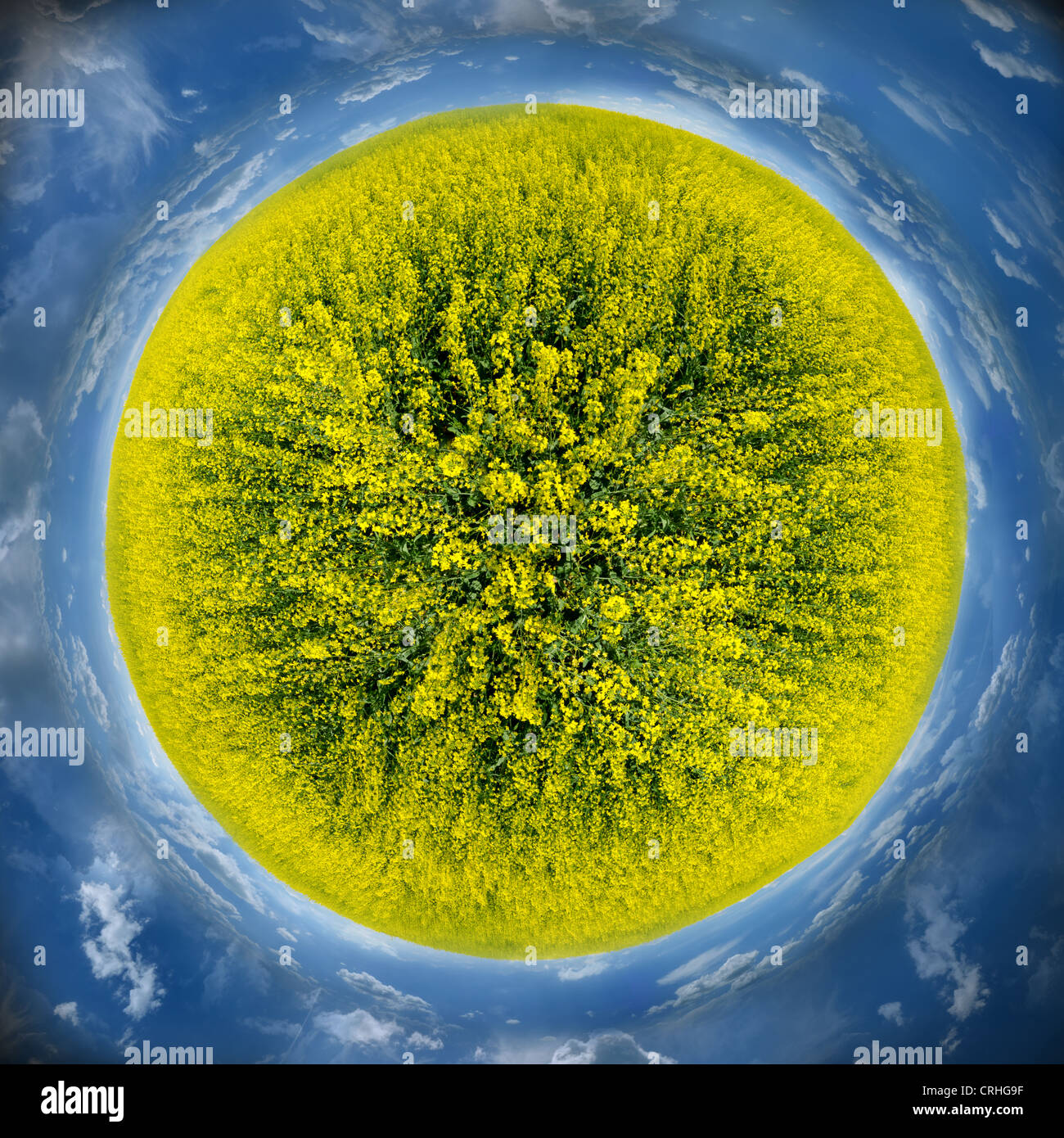 Canola fields under salient sky in spring landscape Stock Photo - Alamy