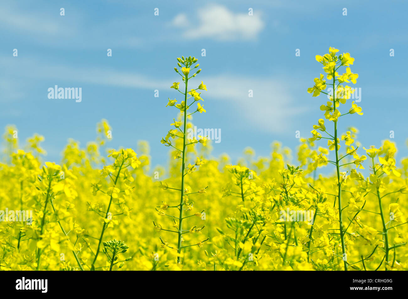 Canola fields under salient sky in spring landscape Stock Photo - Alamy
