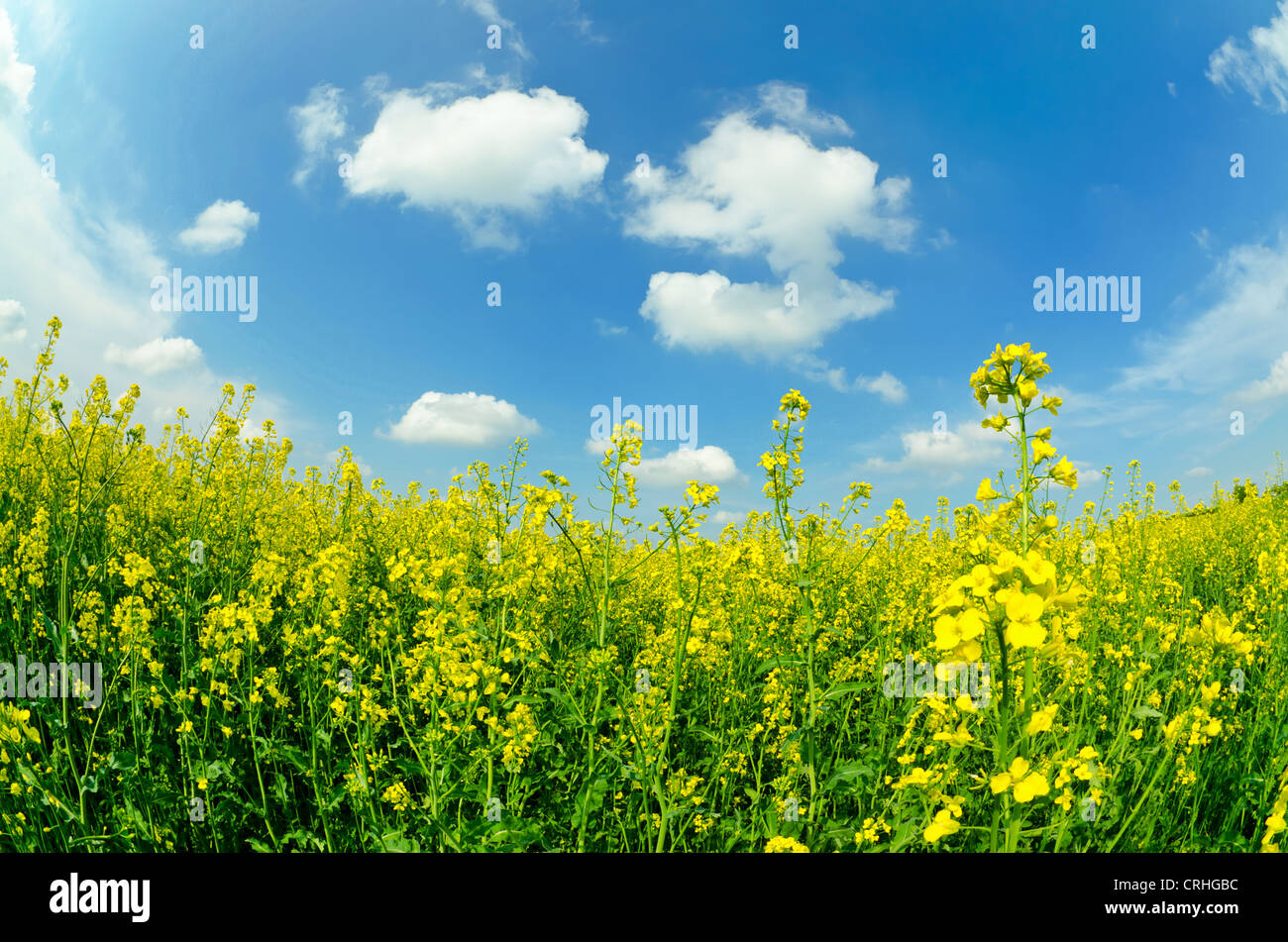 Canola fields under salient sky in spring landscape Stock Photo - Alamy