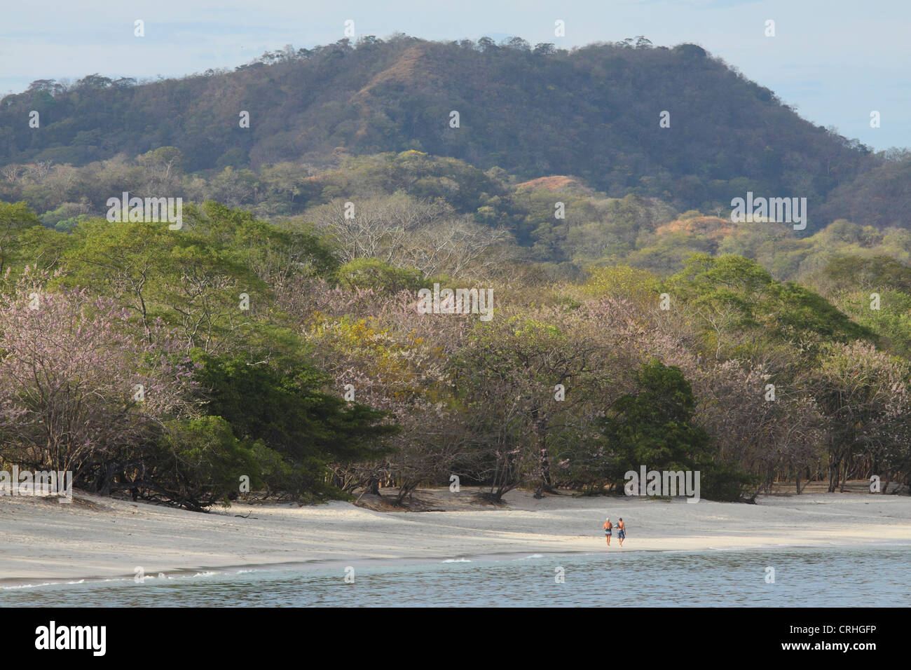 Tourists walking by tropical dry forest at Conchal Beach, Guanacaste ...