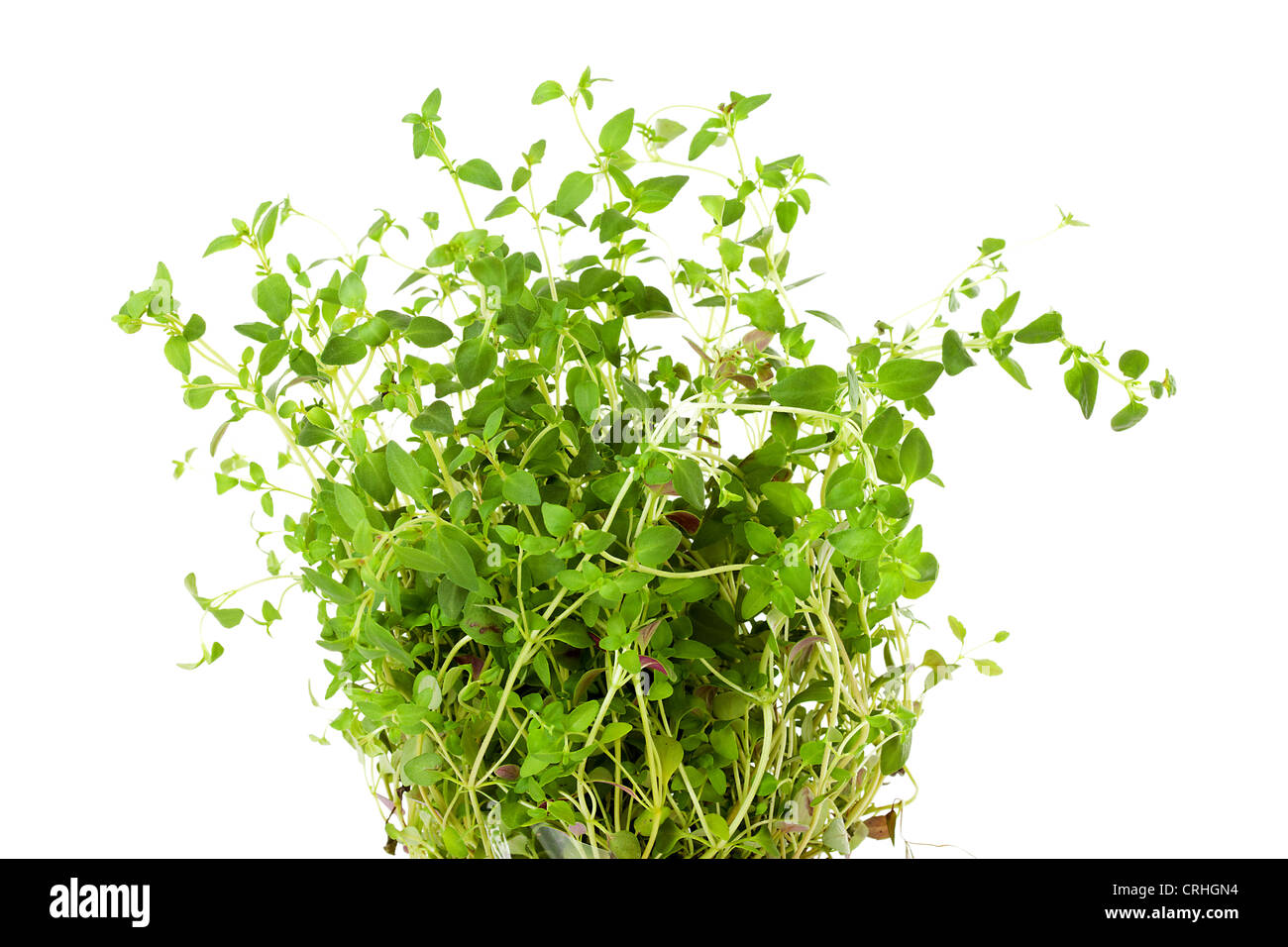 Plant of fresh thyme in closeup over white background Stock Photo - Alamy
