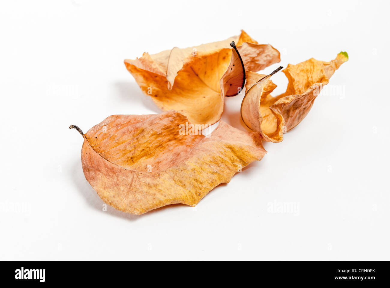 Small leaf plant texture Cut Out Stock Images & Pictures - Alamy